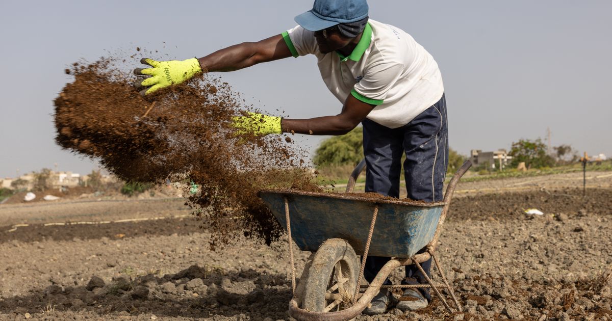 Iran war forces farmers seek fertilizer alternatives from cow dung to ...