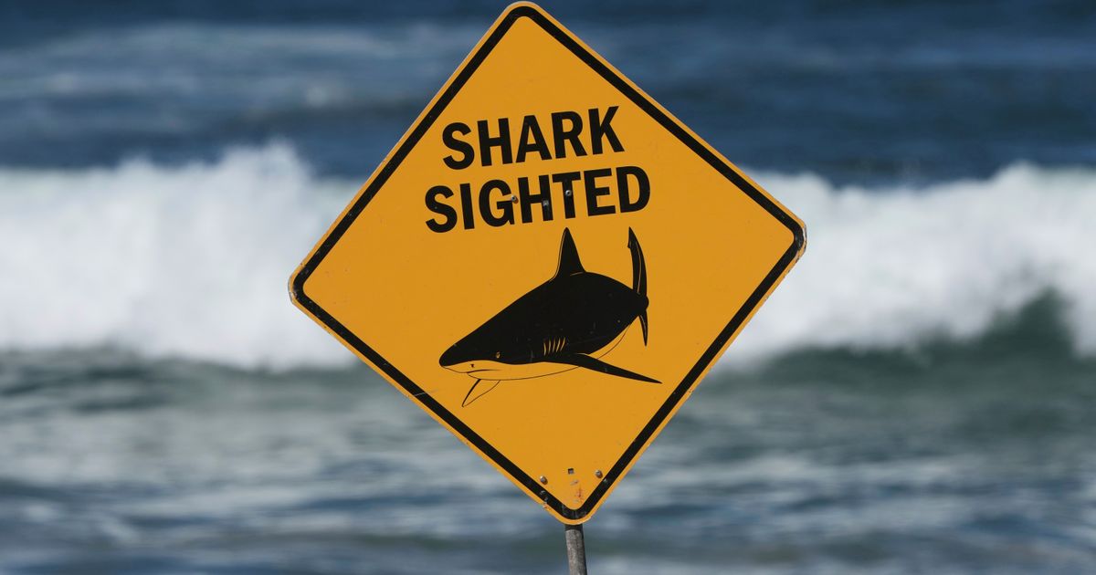 Spearfisher killed in Australia’s third fatal shark attack in 4 weeks ...