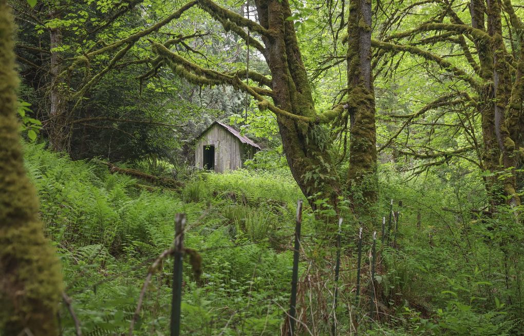 Coal Creek Trail reveals hidden history of Eastside’s mining towns ...