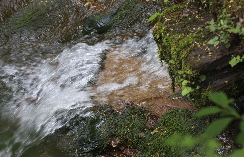 Coal Creek Trail reveals hidden history of Eastside’s mining towns ...
