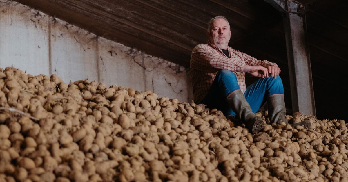The world capital of french fries has a problem: too many potatoes ...