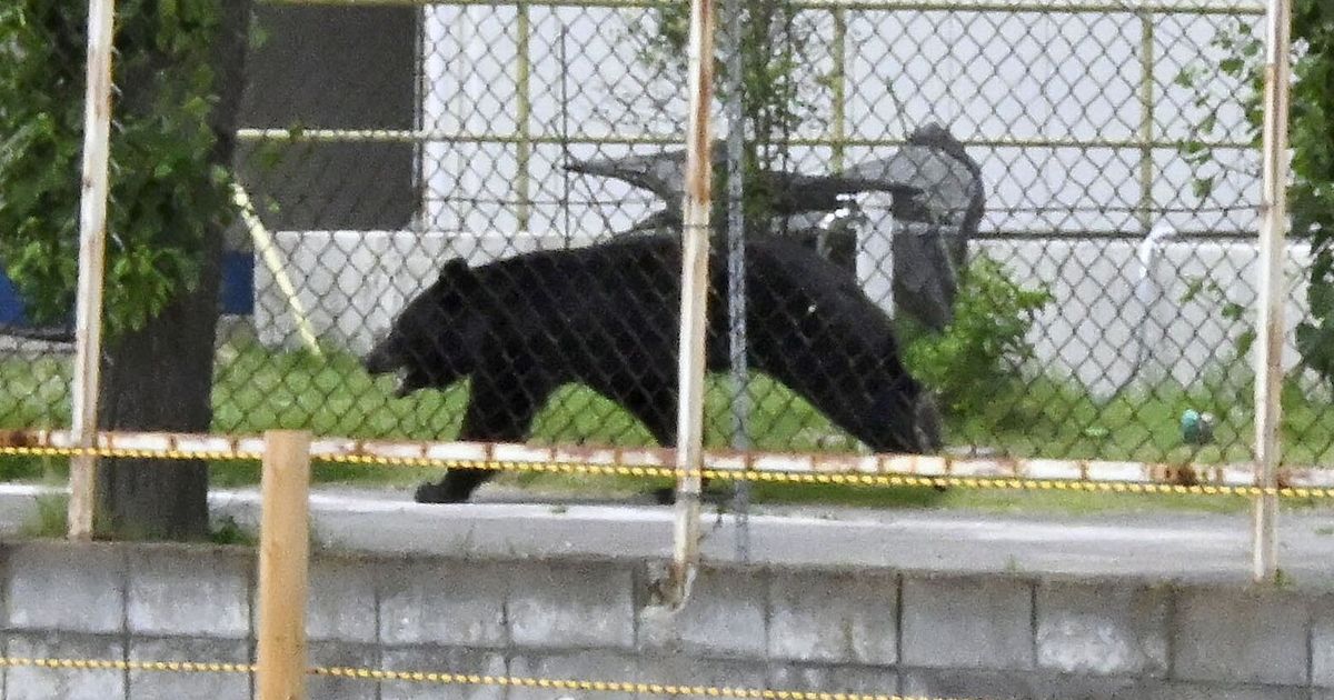 A bear injures 4 people in a residential area of Japan as attacks rise ...