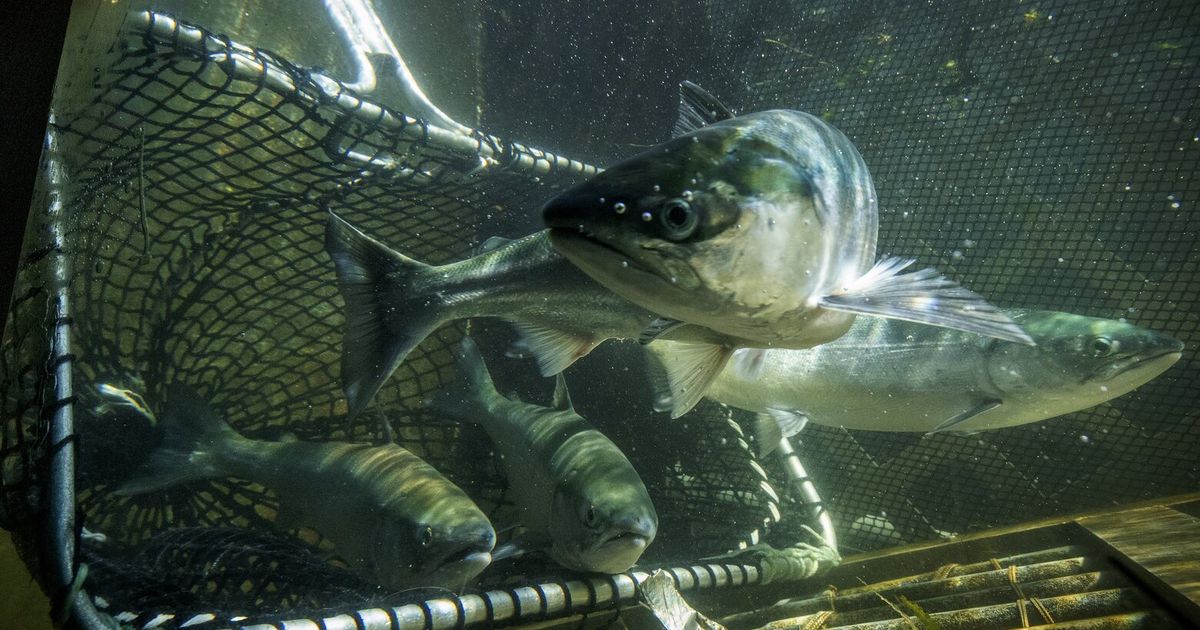 WA Fish and Wildlife Commission should serve public, accountability ...