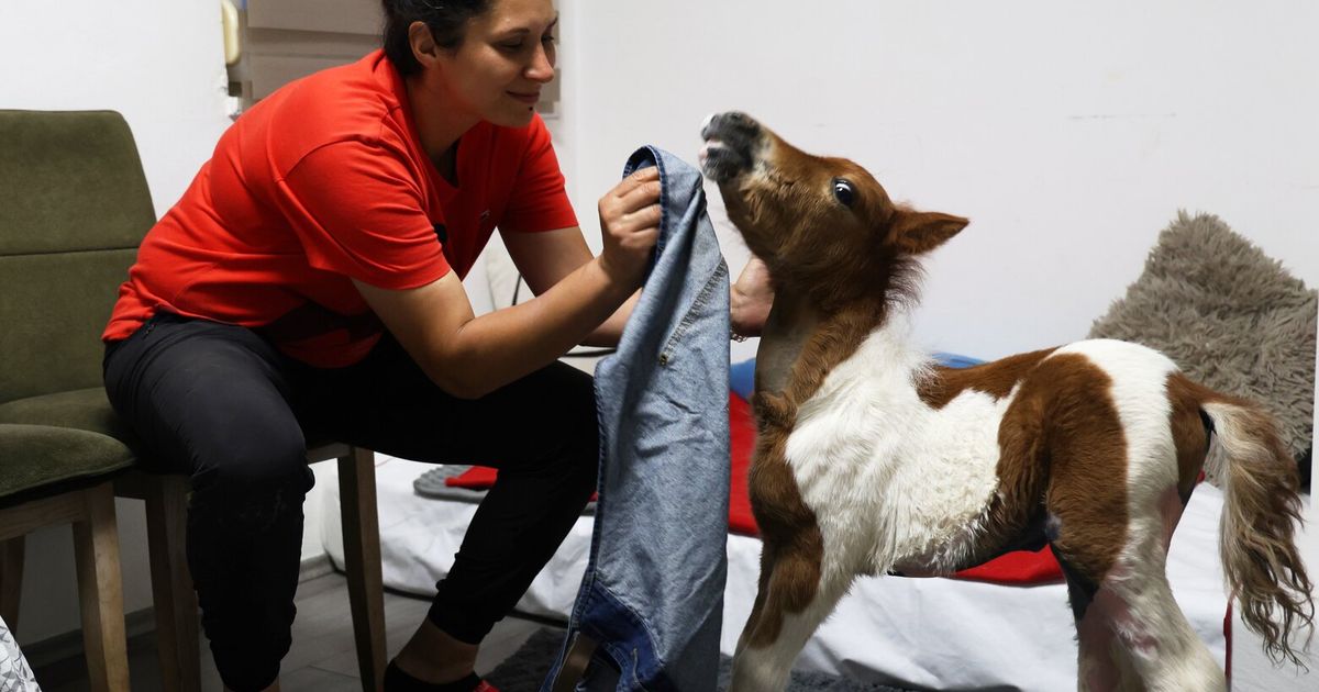 A month-old pony moves to a 4th-floor apartment in Croatia. Neighbors ...