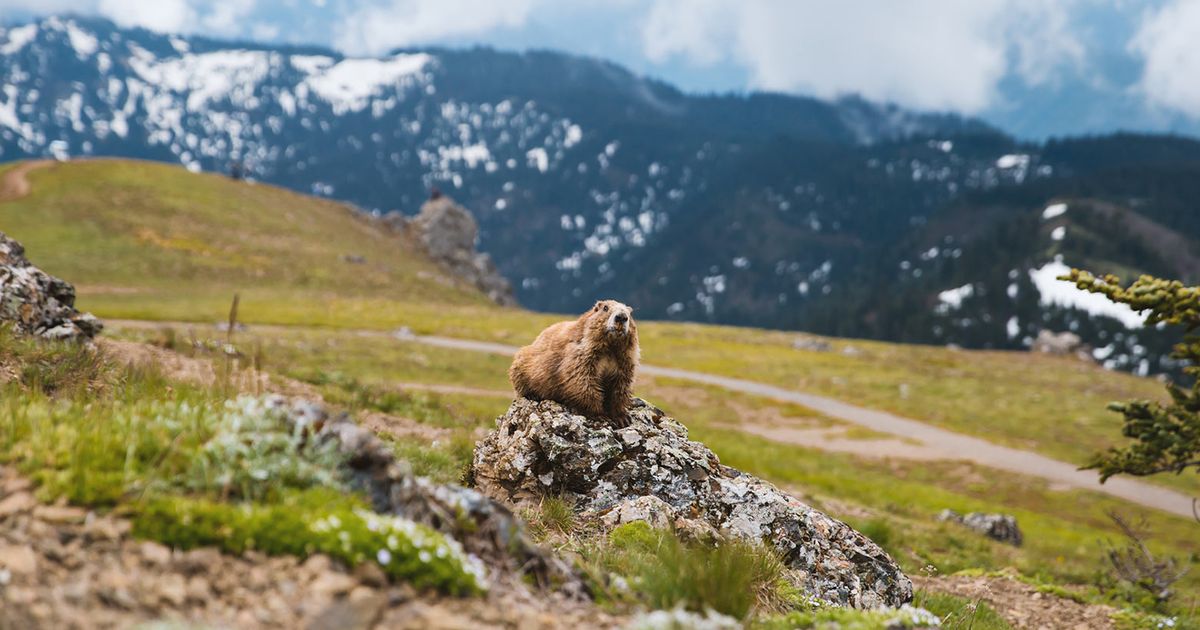 10 Washington road trips to spot special state symbols | The Seattle Times