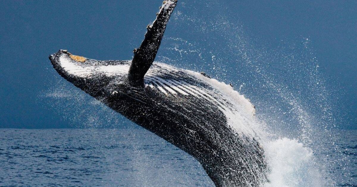 Whale watching has 2 perfect seasons. Most travelers only book 1 | The ...